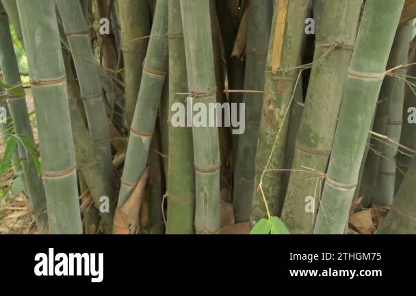 Bamboo, bamboo plants are evergreen perennial flowering plants ...