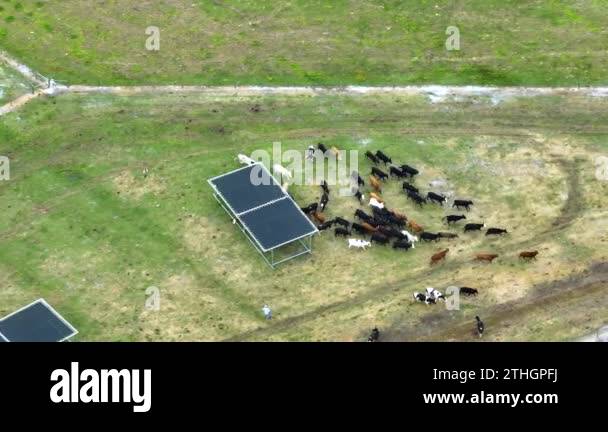 Aerial view of cowmen taking care of cattle on feedyard. Feeding of ...