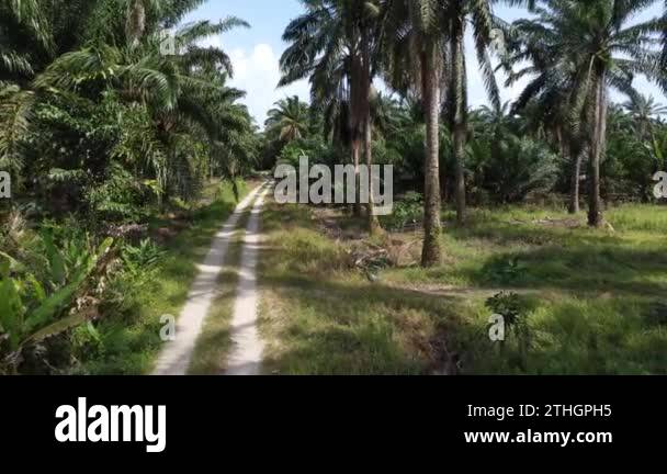 footage of the drone hovering along the rural pathway at the oil palm plantation Stock Video ...