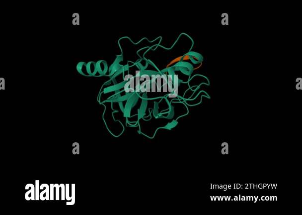 Crystal structure of trypsin (green)-vasopressin (brown) complex ...