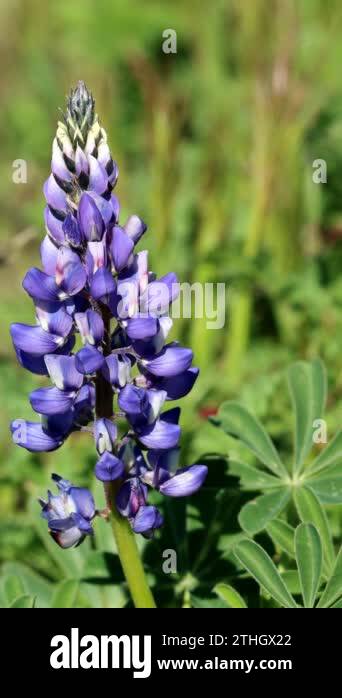 Lupinus succulentus Stock Videos & Footage - HD and 4K Video Clips - Alamy