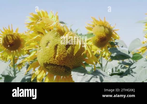 a sunflower in a field with features of a human sad face next to a ...