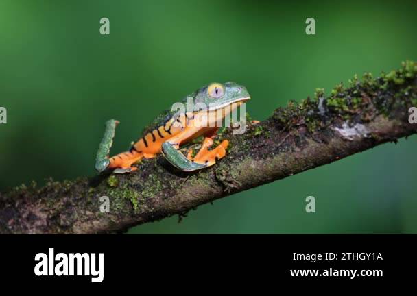 Tree Frog, Costa Rica Wildlife and Animals in Rainforest, Tiger Leg ...