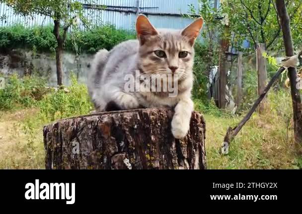 Cat is a pet at homes. Cat looks to camera with green eyes an Indian ...