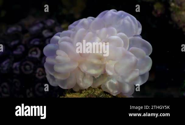 Bubble Coral Plerogyra sinuosa Underwater in home aquarium. Coral in aquarium. Undersea world ...
