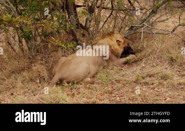 Back view lion head Stock Videos & Footage - HD and 4K Video Clips - Alamy