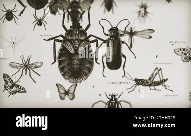 Retro Entomologist 3d Gallery Loop/ 4k motion graphics of a vintage ...