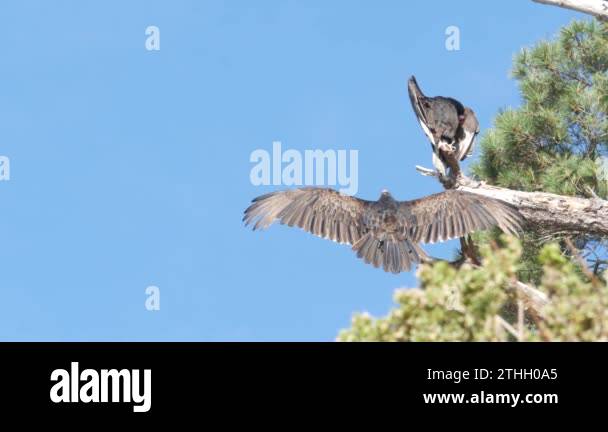 Turkey vulture scavenger bird Stock Videos & Footage - HD and 4K Video ...