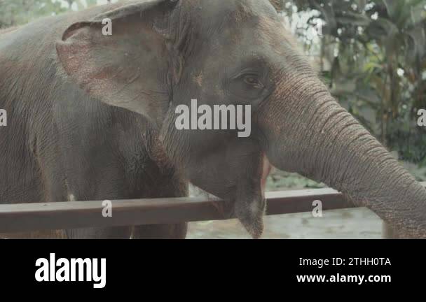 Elephas maximus sumatranus Stock Videos & Footage - HD and 4K Video ...