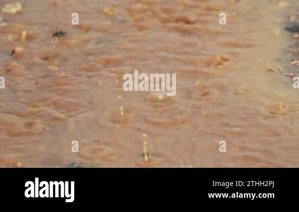 Detail of rain drops falling on a muddy terrain in rainy season, in the ...