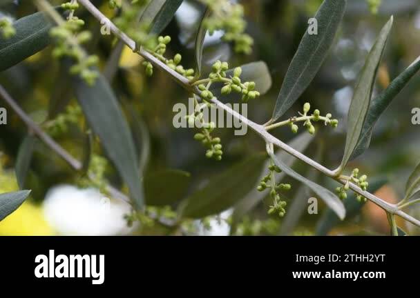Mignola on branch of Olive tree in Tuscany. "Mignola" is the flowering ...