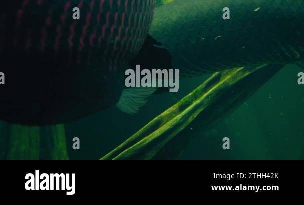 Arapaima gigas or pirarucu fish swimming in pond. It carnivore native ...