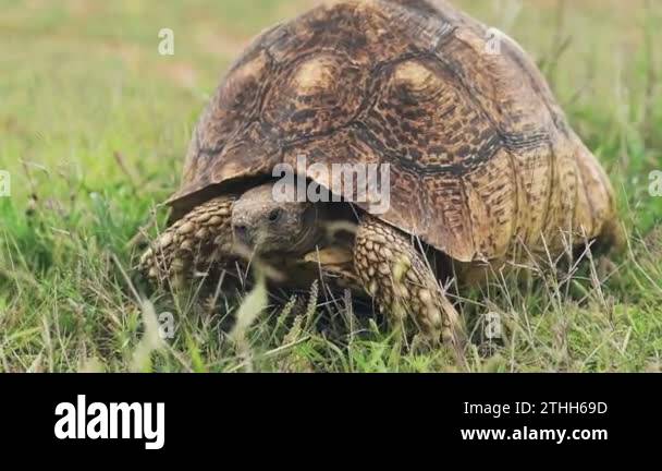 Tortoise in kenya Stock Videos & Footage - HD and 4K Video Clips - Alamy
