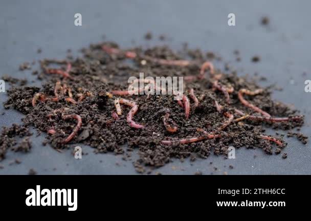Close up Crawling Red Earthworms in Black Soil Isolated on Black ...