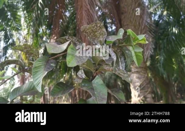 white fuzzy parasite infesting the guava leaves Stock Video Footage - Alamy