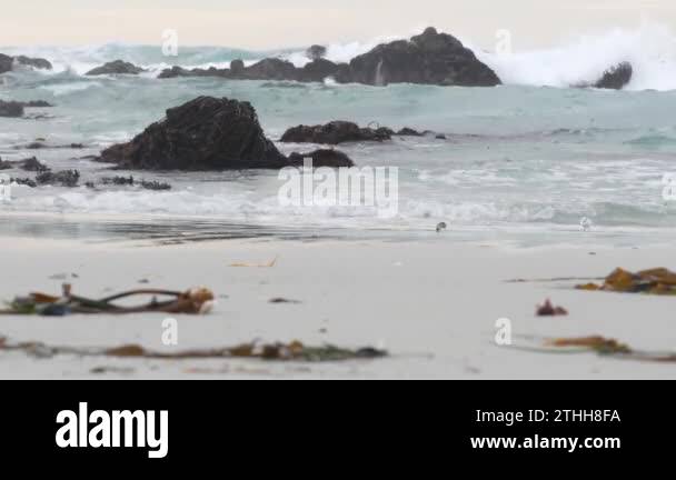 Ocean waves and many sandpiper birds, rocky beach, small sand piper ...