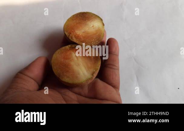 Manilkara zapota fruits. Its other names apodilla fruits, sapote ...