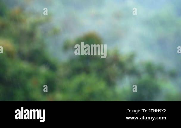 Rainforest during rain storm Stock Videos & Footage - HD and 4K Video ...
