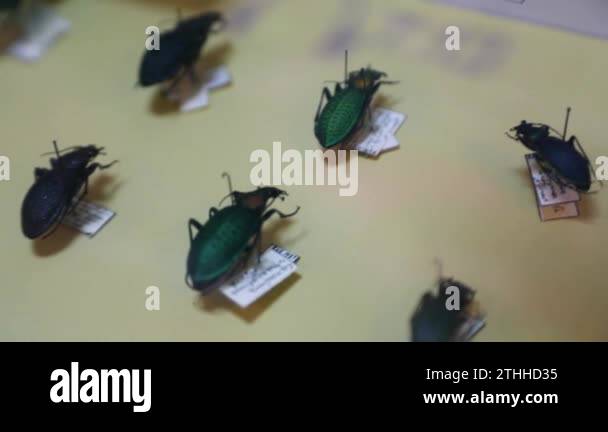 Collection of dried dead beetles of different colors and sizes.. High ...