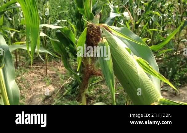 Cob of ripe corn on stem on rural field. Plantation of corn stems sway ...