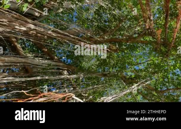 Flamboyan tree Stock Videos & Footage - HD and 4K Video Clips - Alamy
