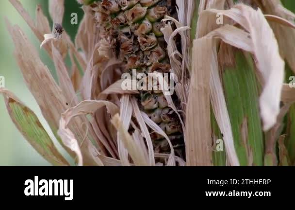 Dry corn field in drought period and extreme heat period shows global ...
