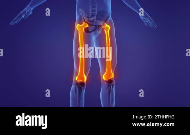 Anatomy of the human femur Stock Video Footage - Alamy