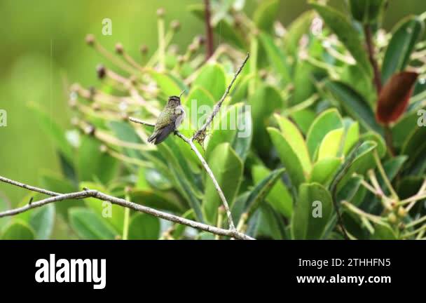 Iridescence animals Stock Videos & Footage - HD and 4K Video Clips - Alamy