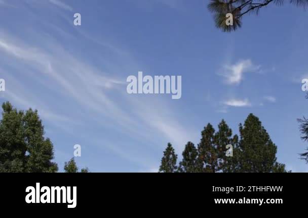 Wispy trees Stock Videos & Footage - HD and 4K Video Clips - Alamy