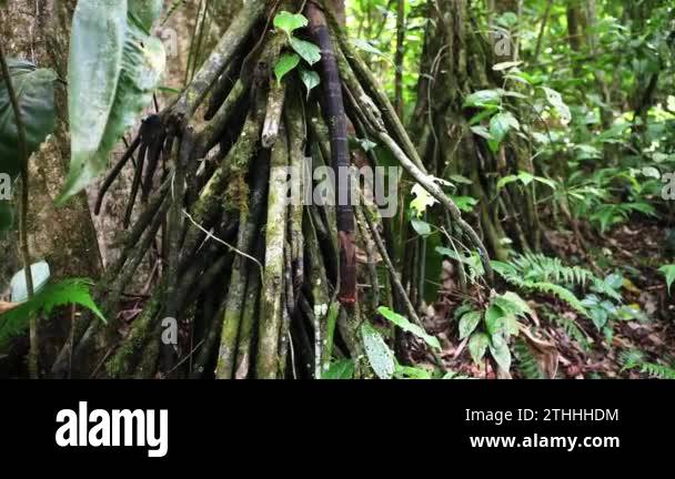 Costa Rica Tropical Rainforest Close Up Jungle Detail of Tree Roots ...