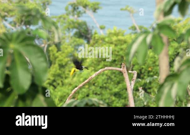 Costa Rica Toucan Flying, Chestnut Mandabiled Toucan (ramphastos ...