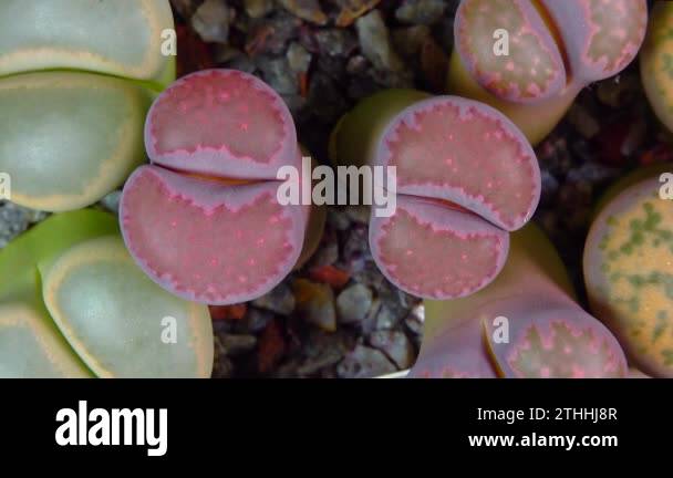 Bahus Stock Videos & Footage - HD and 4K Video Clips - Alamy