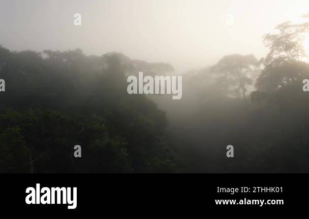 Misty canopy trees Stock Videos & Footage - HD and 4K Video Clips - Alamy