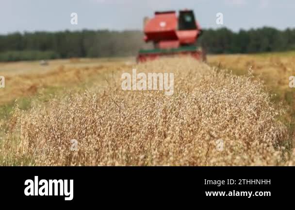 combine harvester driving through field collecting grain in summer ...
