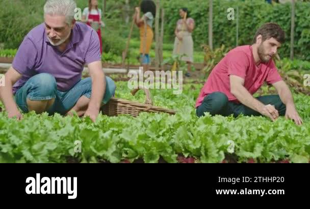 Two male farmers cultivating organic food and salad in a rural outdoor ...