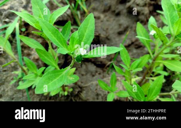 False Daisy Trailing Eclipta Bhringaraj Kesharaj Eclipta Prostrata ...
