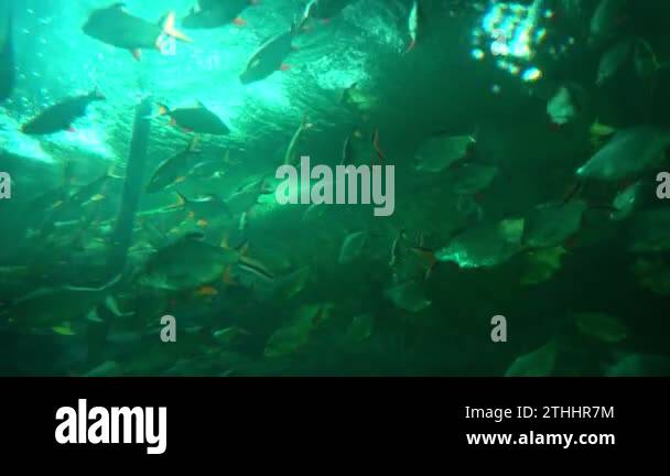 Zoo fish Stock Videos & Footage - HD and 4K Video Clips - Alamy