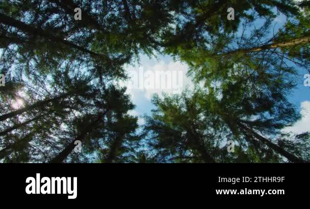 Rotational movement of the camera on the crowns of trees in the forest ...