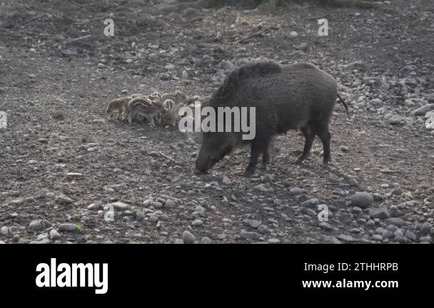 Female wild boar with her brood of children in wild. Mother and young ...