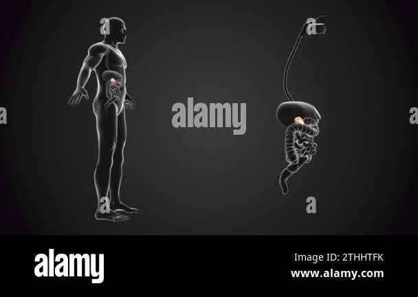 Human body with Pancreas anatomy Stock Video Footage - Alamy