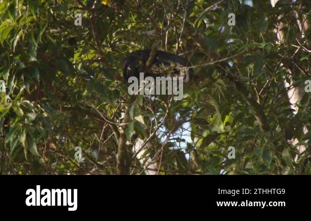 Long snake curled up laying in tree crown. Fauna in tropical forest ...