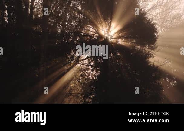 Trees in misty foggy weather conditions in the woods, mist and fog in ...