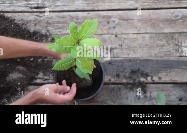 Rich in humus Stock Videos & Footage - HD and 4K Video Clips - Alamy