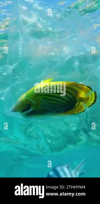 VERTICAL VIDEO, Close-up of Butterflyfish died hitting trapped in a ...