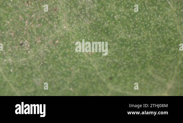 Leaf of a deciduous tree with leaf veins under a magnifying glass Stock ...