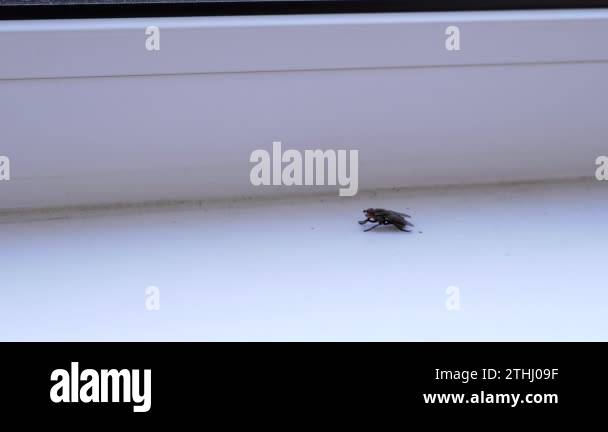 Large Gray Fly Sitting on a Dirty White Windowsill, Cleaning Wings ...