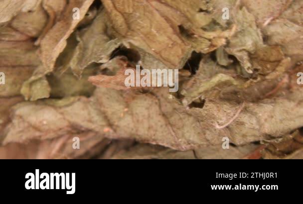 Crushed tea Stock Videos & Footage - HD and 4K Video Clips - Alamy