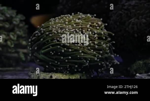 HELIOFUNGIA (ANEMONE MUSHROOM CORAL). Long tentacle disk coral ...