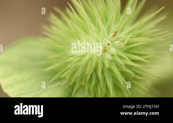 Funnelform Stock Videos & Footage - HD and 4K Video Clips - Alamy