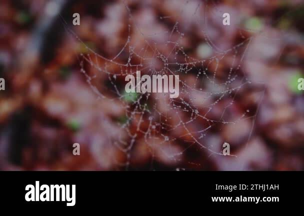 Kingdom of the spiders Stock Videos & Footage - HD and 4K Video Clips ...